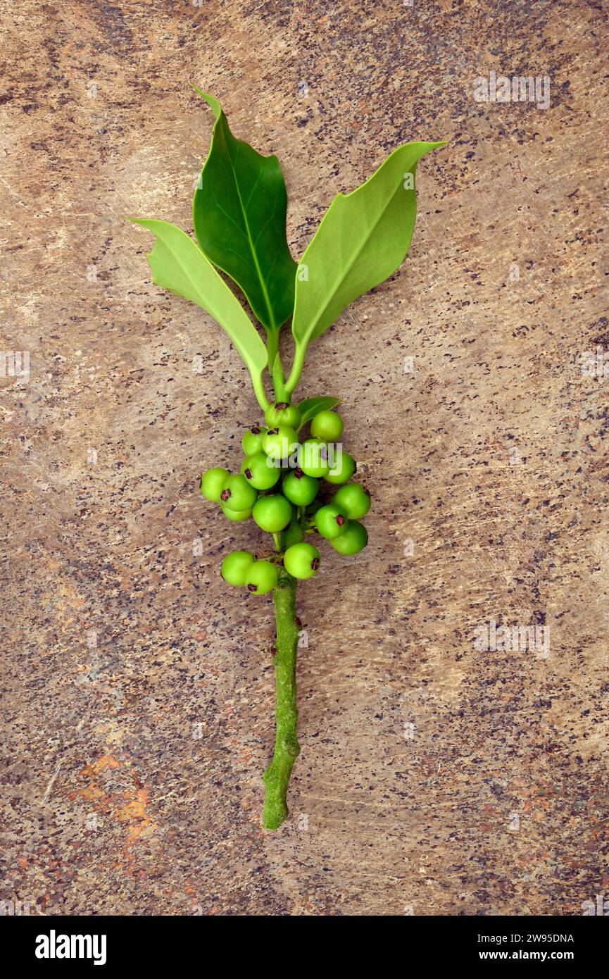 Spring of holly hi-res stock photography and images - Alamy