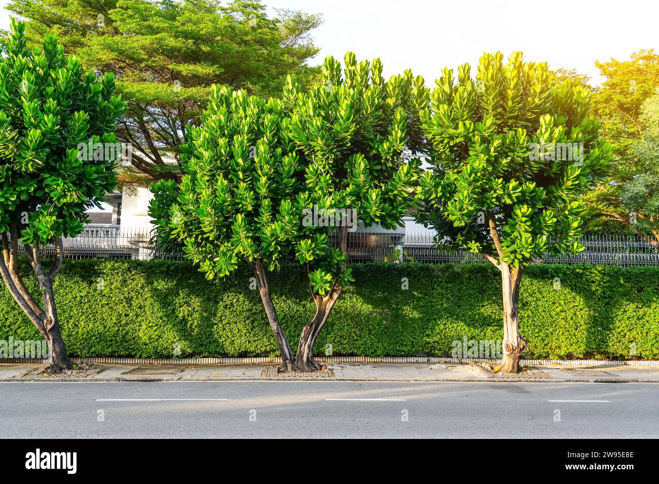 Well groomed trees hi-res stock photography and images - Alamy