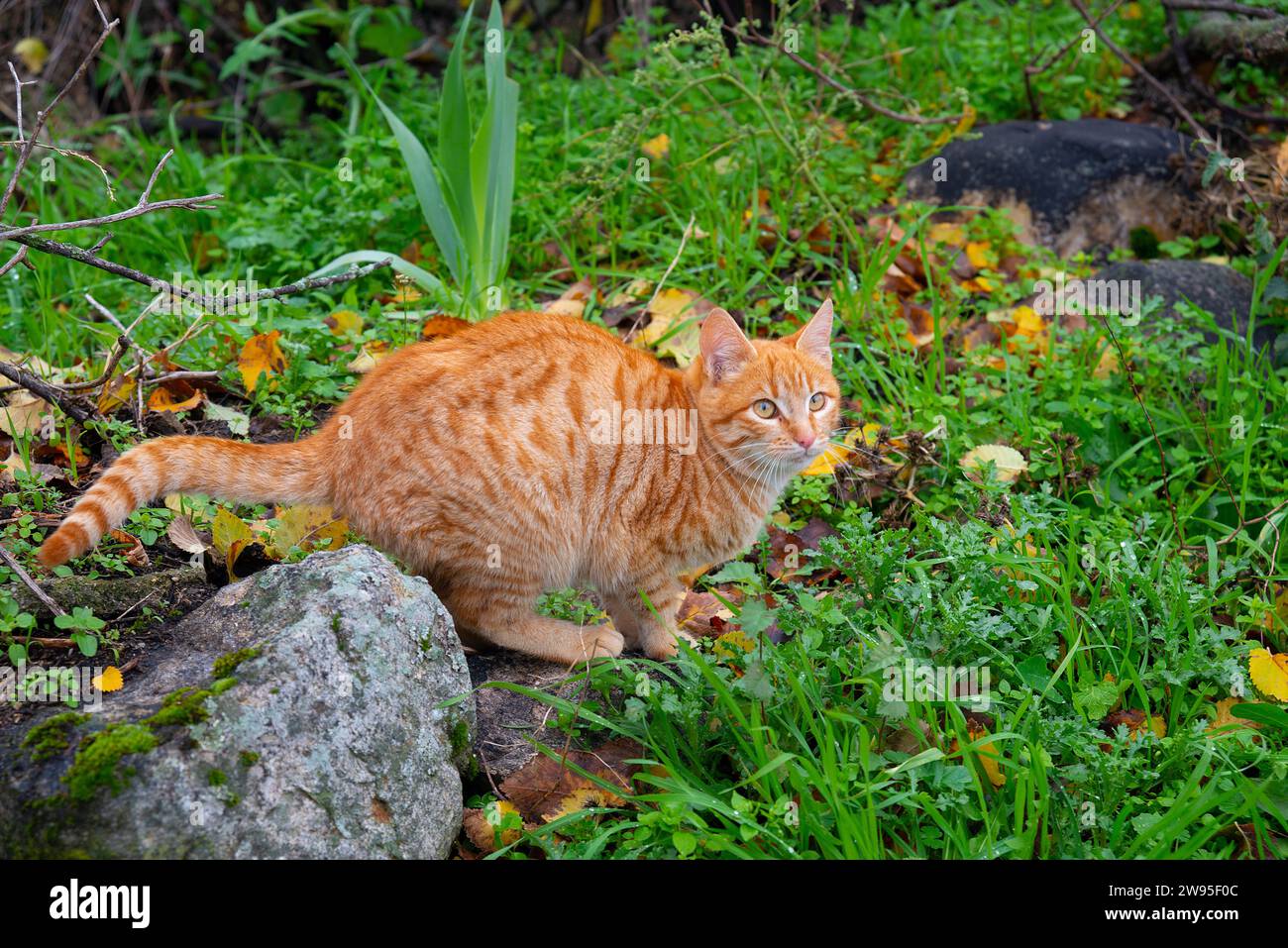 Gato tabby mirando hi-res stock photography and images - Alamy