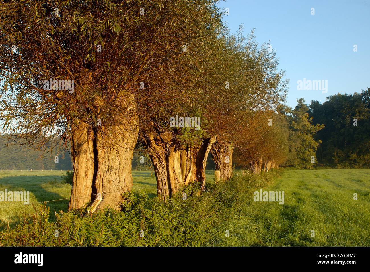 Pollarded willows (Salix), row of trees in the meadow, North Rhine ...