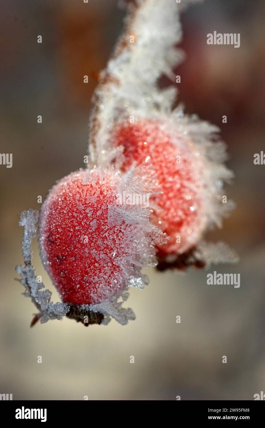 Rosehip fruit of the dog rose (Rosa canina) in winter with frost, North ...
