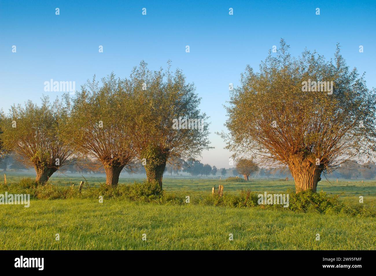 Pollarded willows (Salix), row of trees in the meadow, North Rhine ...