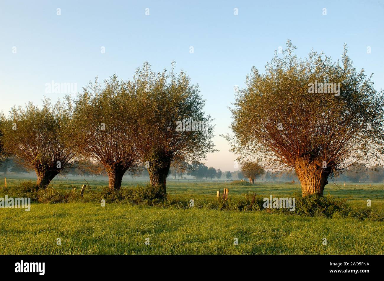 Pollarded willows (Salix), row of trees in the meadow, North Rhine ...