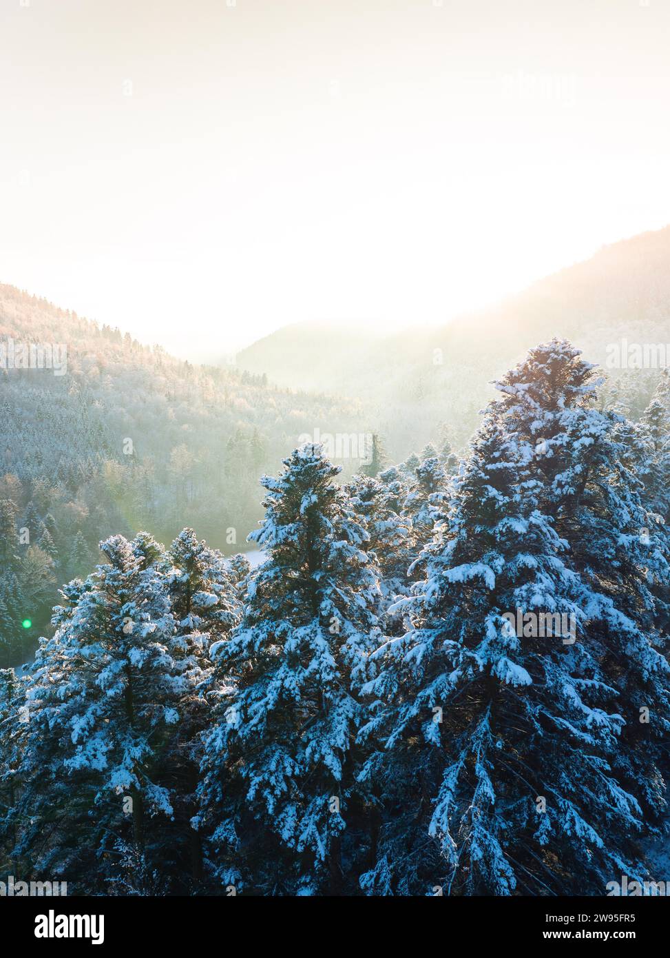 Mountain slope with snow-covered fir trees in the light of the early ...