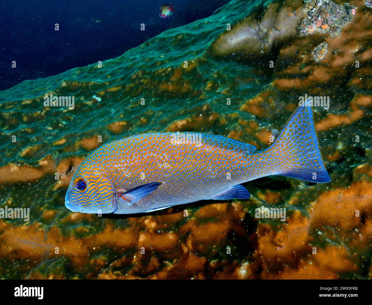 Orange-spotted sweetlips (Plectorhinchus flavomaculatus), Aliwal Shoal ...