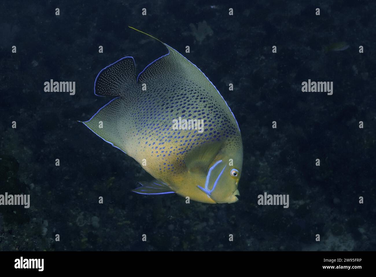 Koran angelfish (Pomacanthus semicirculatus), dive site Protea Banks ...