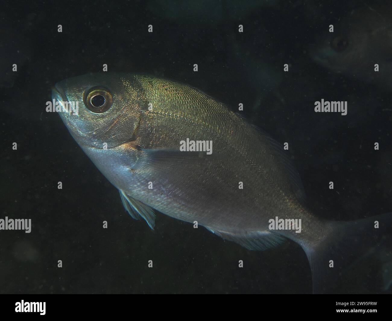 Hottentot bream (Pachymetopon blochii), sea bream, dive site False Bay ...