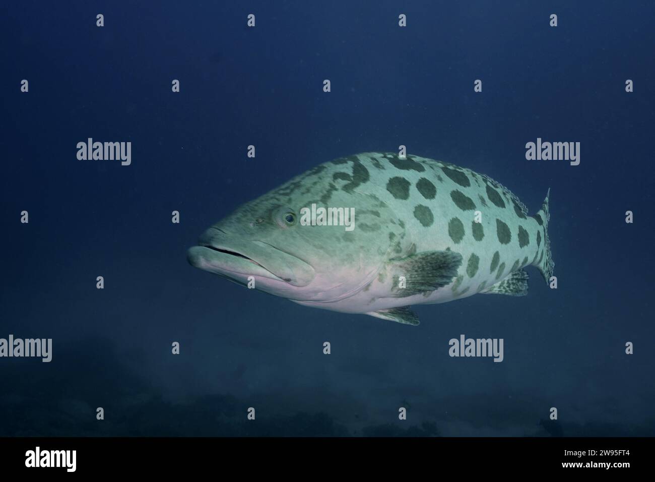 Potato grouper (Epinephelus tukula), potato grouper, dive site Sodwana ...