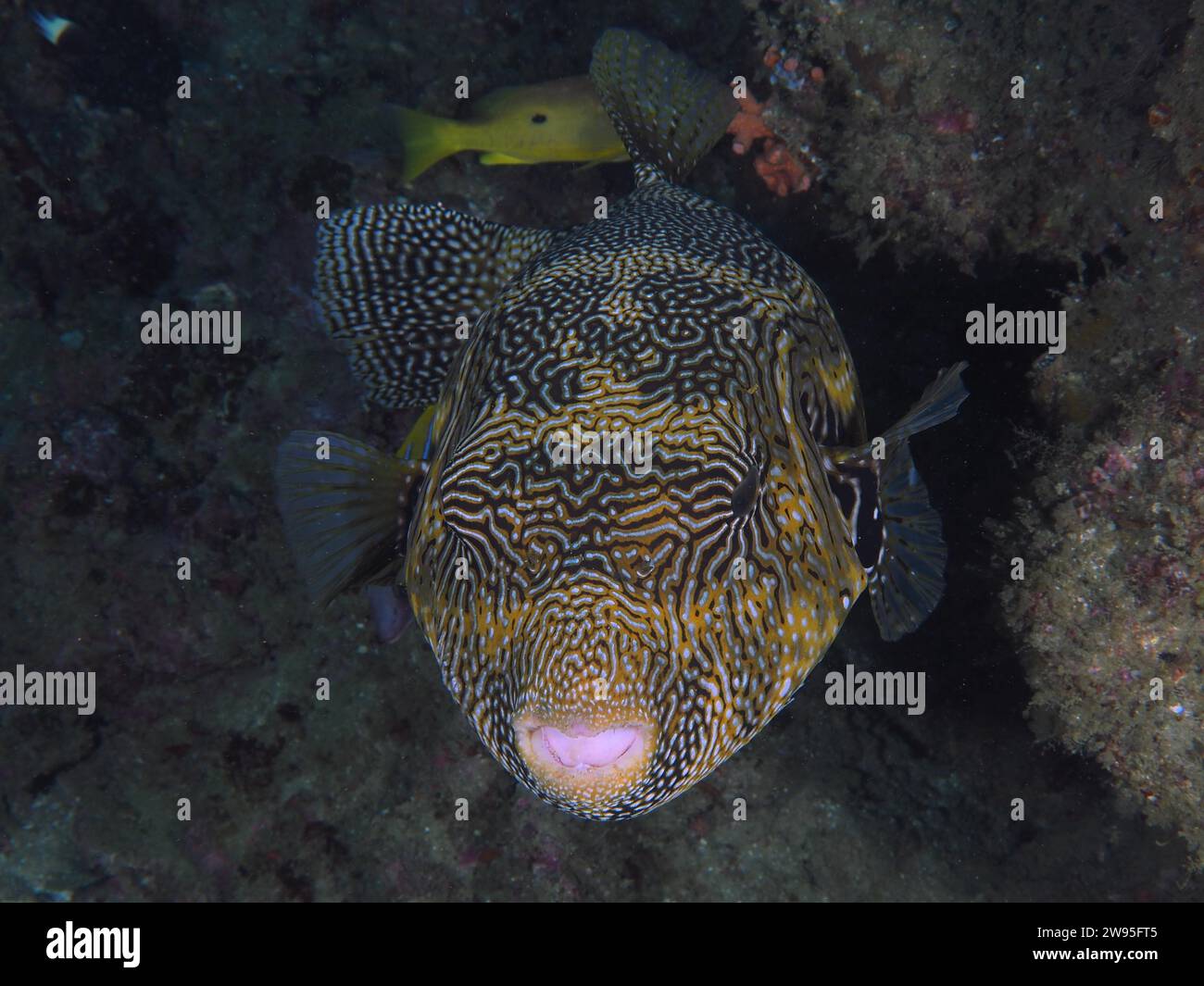 Portrait of map puffer (Arothron mappa), Sodwana Bay National Park dive ...