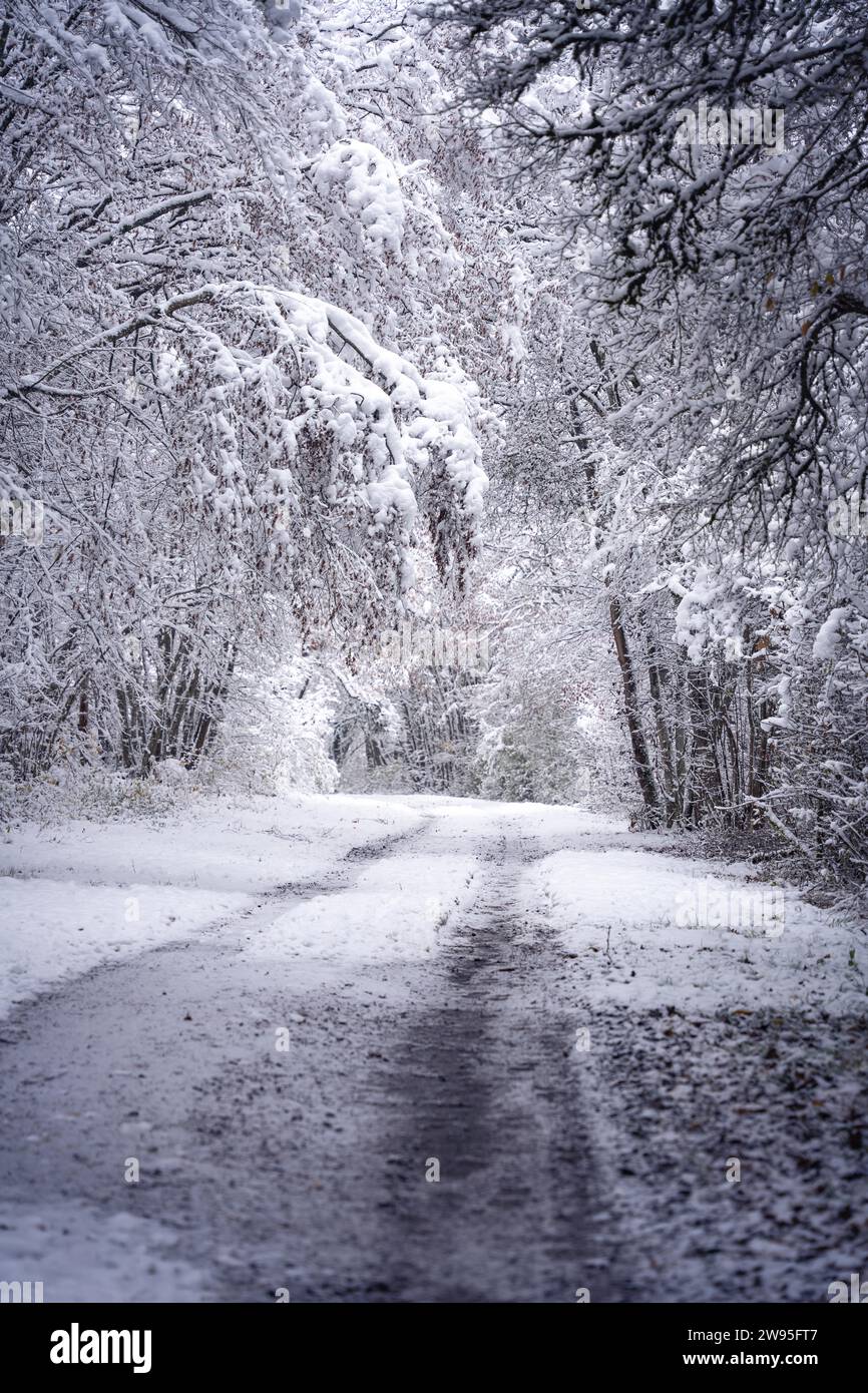 Snow-laden branches form a natural gate over a snow-covered path ...