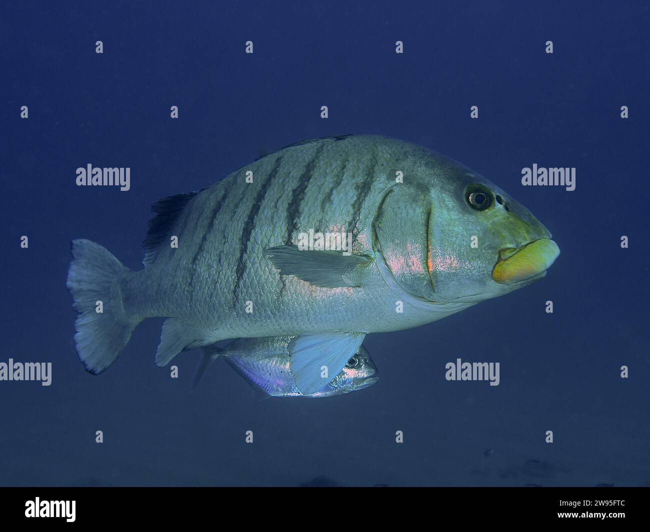 Yellowmouth sweetlips (Plectorhinchus plagiodesmus), dive site Sodwana ...
