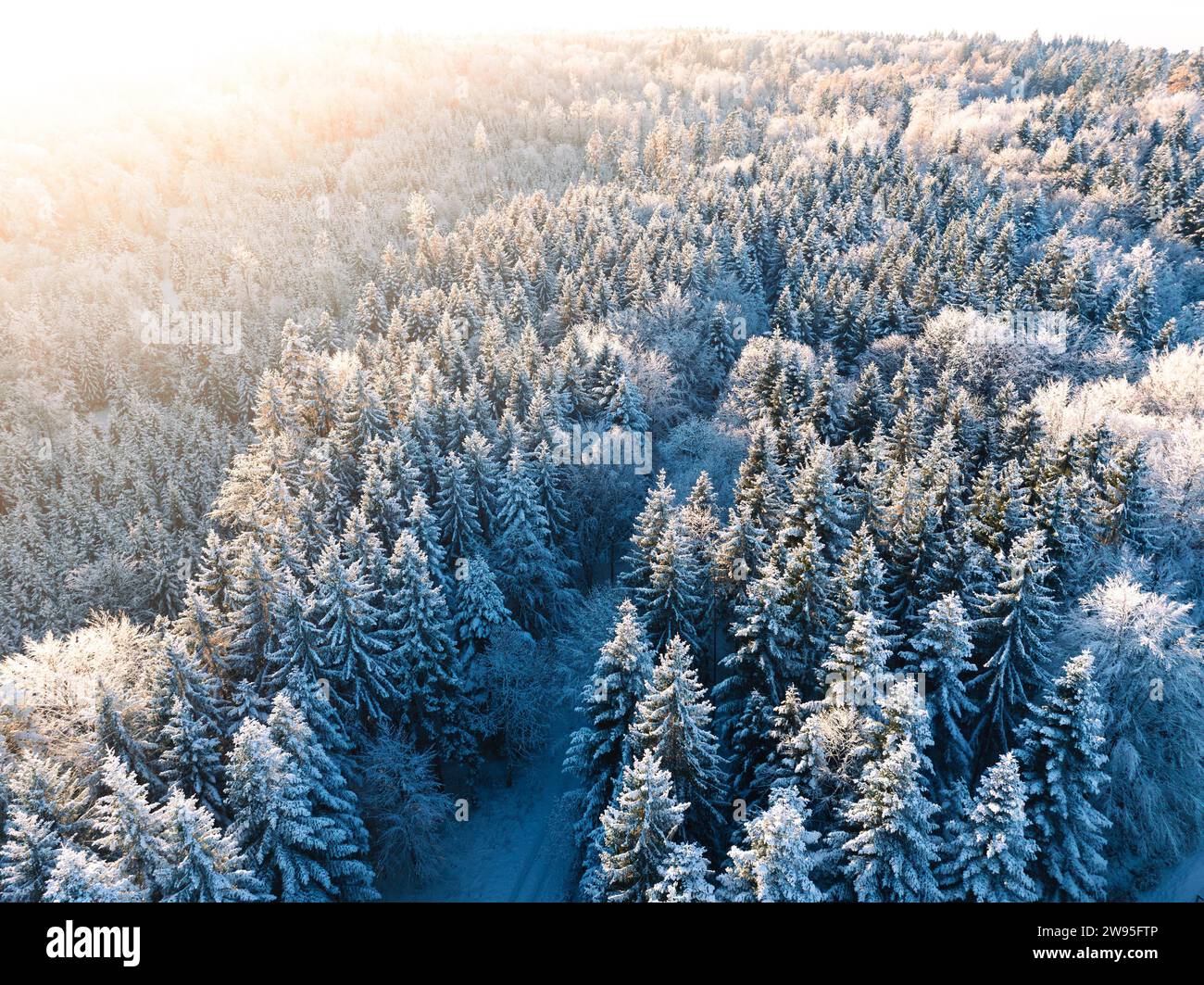 Morning sunrise over a dense, snow-covered forest area, Dobel Black ...