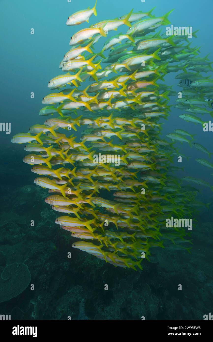 School of fish, shoal, group of yellowfin barb (Mulloidichthys ...