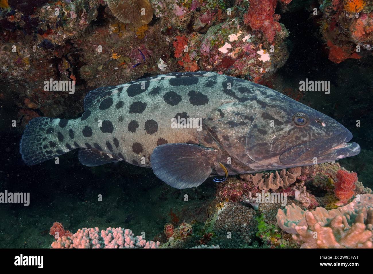 Potato grouper (Epinephelus tukula), potato grouper, dive site Sodwana ...