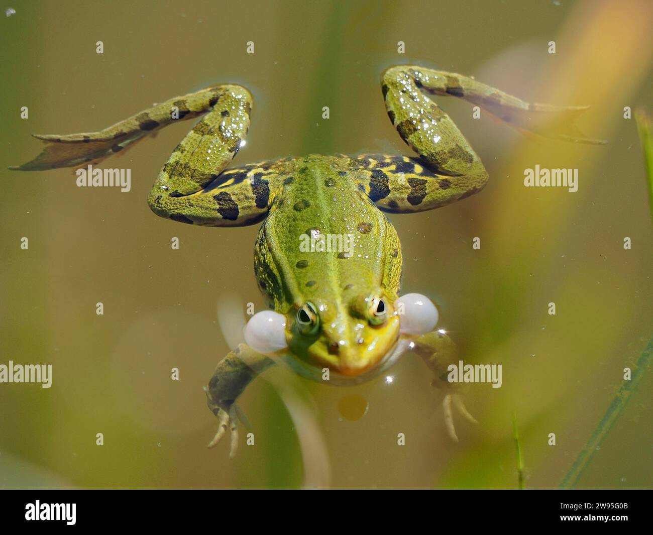 Pool frog (Pelophylax lessonae) with inflated sound bubbles, in the ...