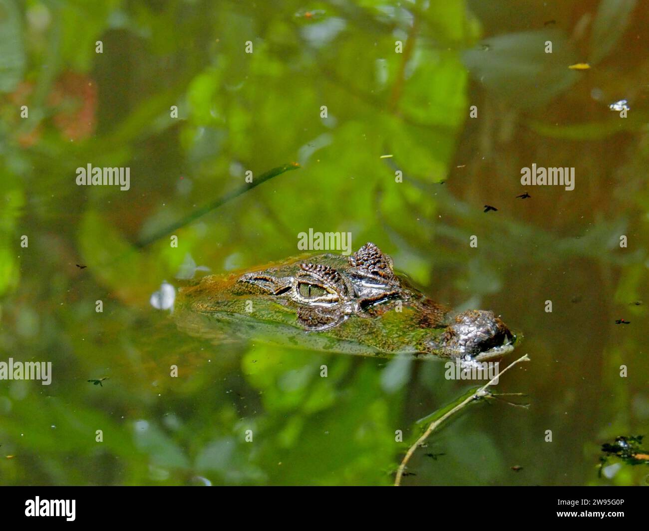 Spectacled caiman (Caiman crocodilus), spectacled caiman, in a pond in ...