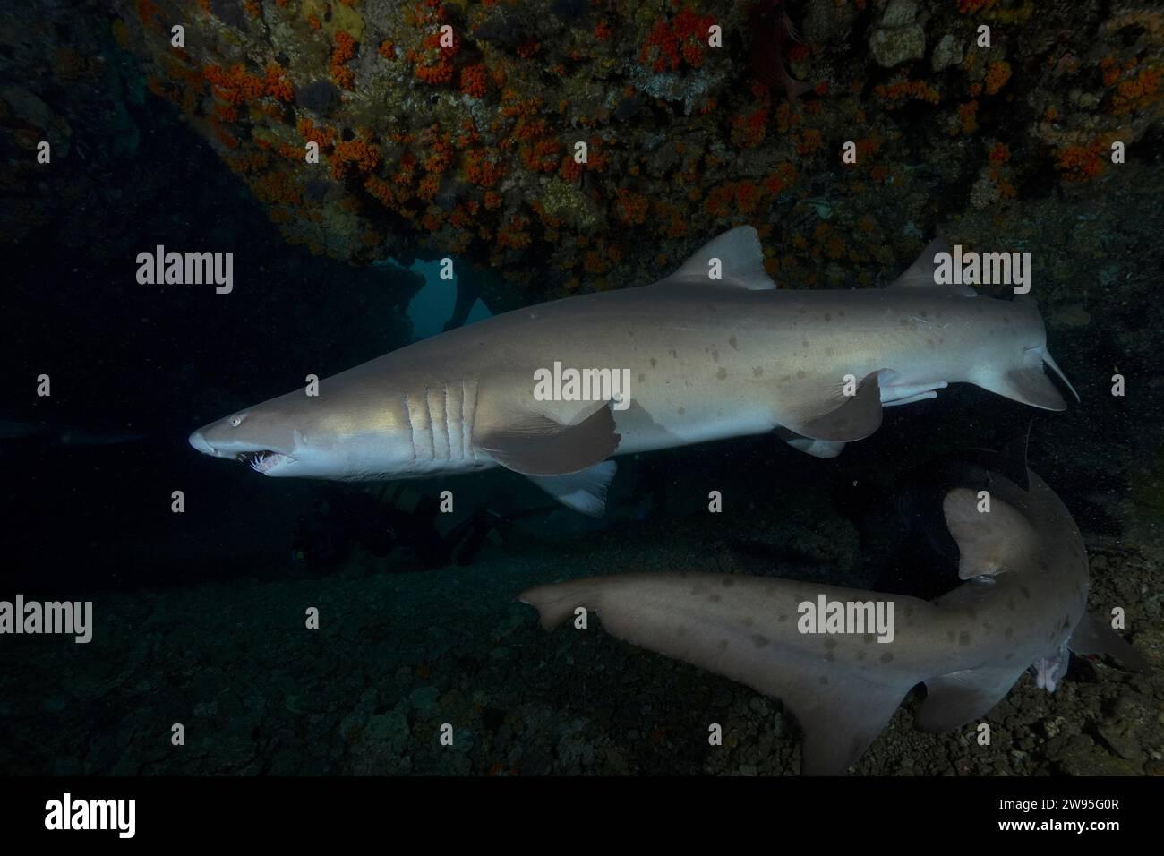 Sand tiger shark (Carcharias taurus) in its den. Dive site Protea Banks ...