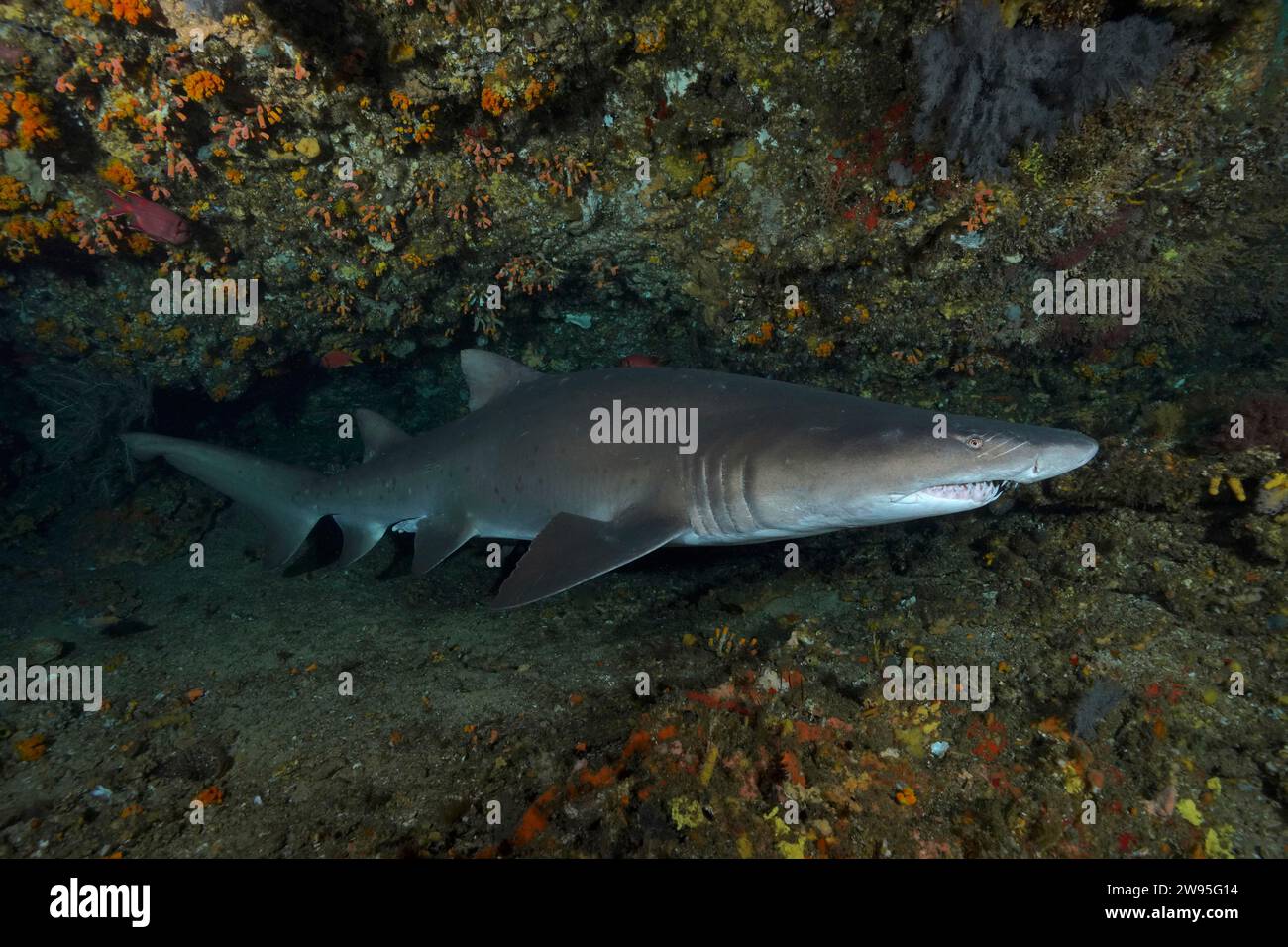 Sand tiger shark (Carcharias taurus) in its den. Dive site Protea Banks ...