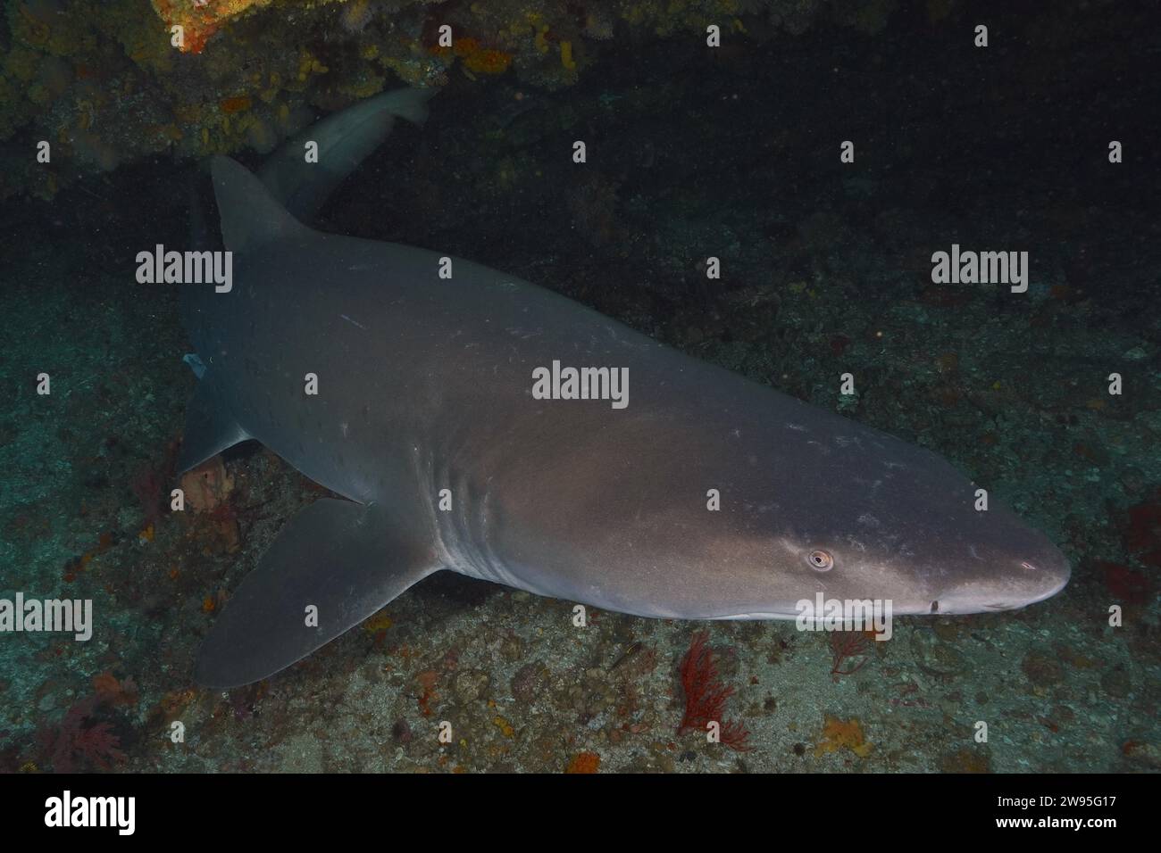 Sand tiger shark (Carcharias taurus) in its den. Dive site Protea Banks ...