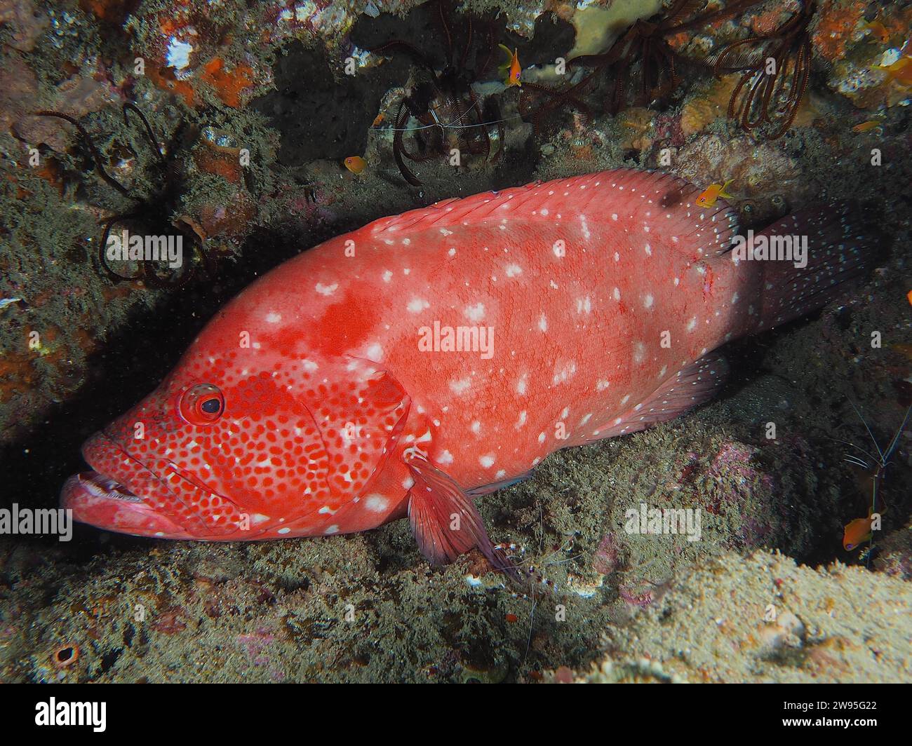 Tomato hind (Cephalopholis sonnerati), Sodwana Bay National Park dive ...