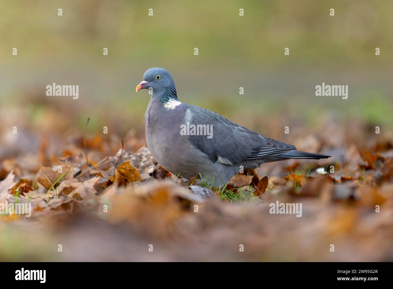 Common wood pigeon (Columba palumbus) in a meadow with autumn leaves ...