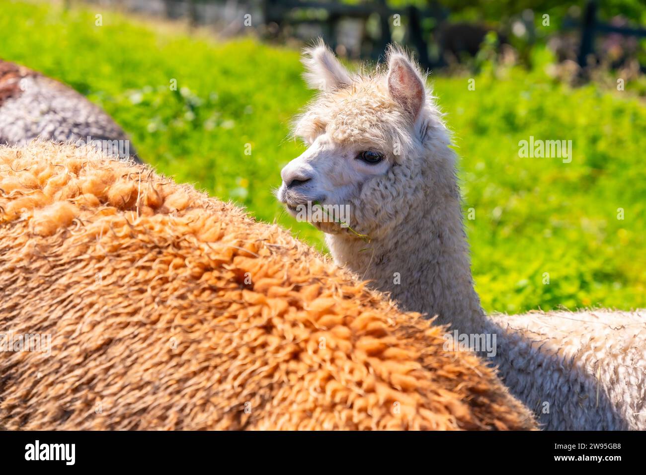 Alpaca Farm, a white alpaca bred free range for wool that is similar to ...