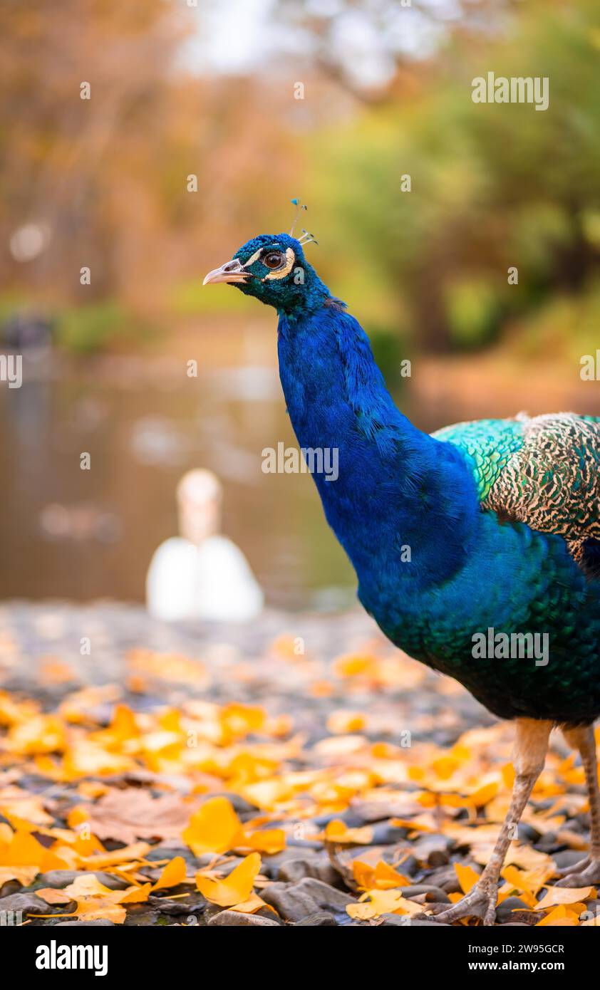 Blue peacock walking in nature next to a lake. Peacocks are large ...