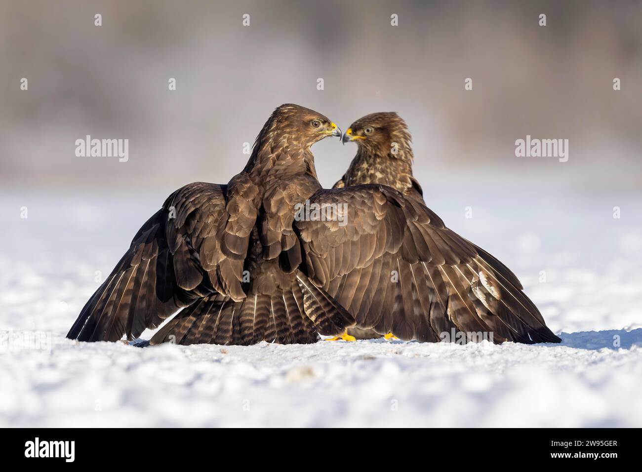 Steppe buzzard (Buteo buteo) Territory fight on the ground, territory ...