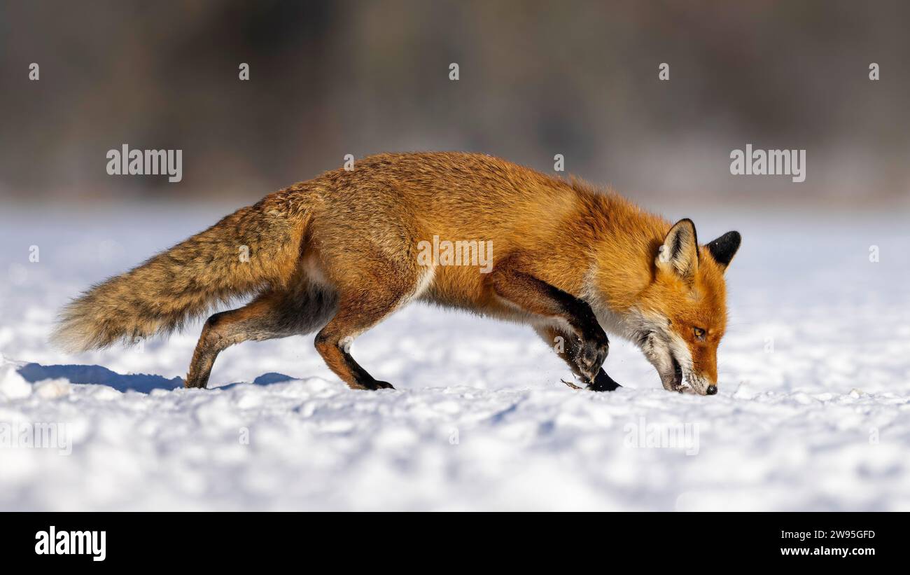 Red fox (Vulpes vulpes), hunting, winter fur, lurking, sniffing, winter ...