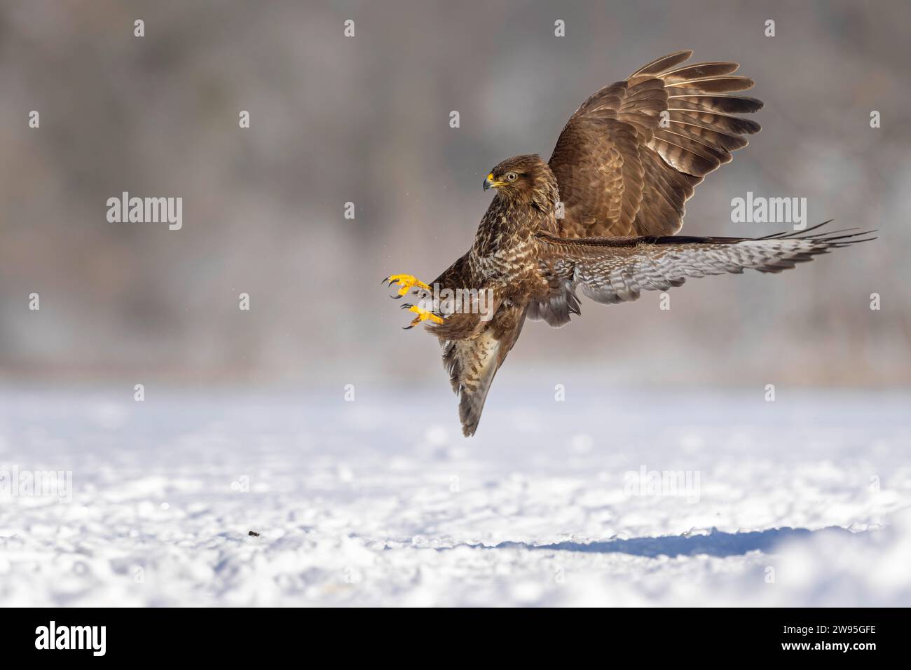 Steppe buzzard (Buteo buteo) hunting, flying, shaking flight ...