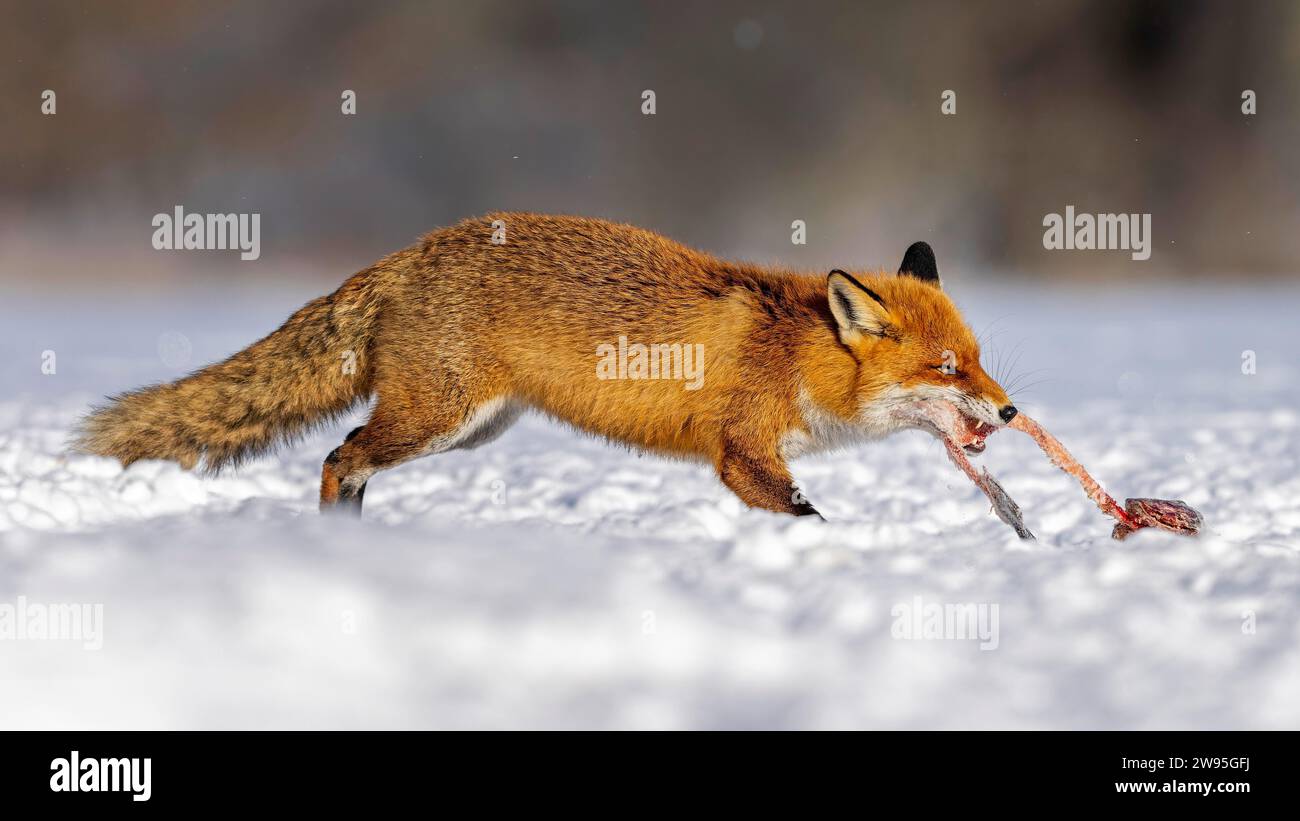 Red fox (Vulpes vulpes) hunting, winter fur, lurking, fish bone as prey ...