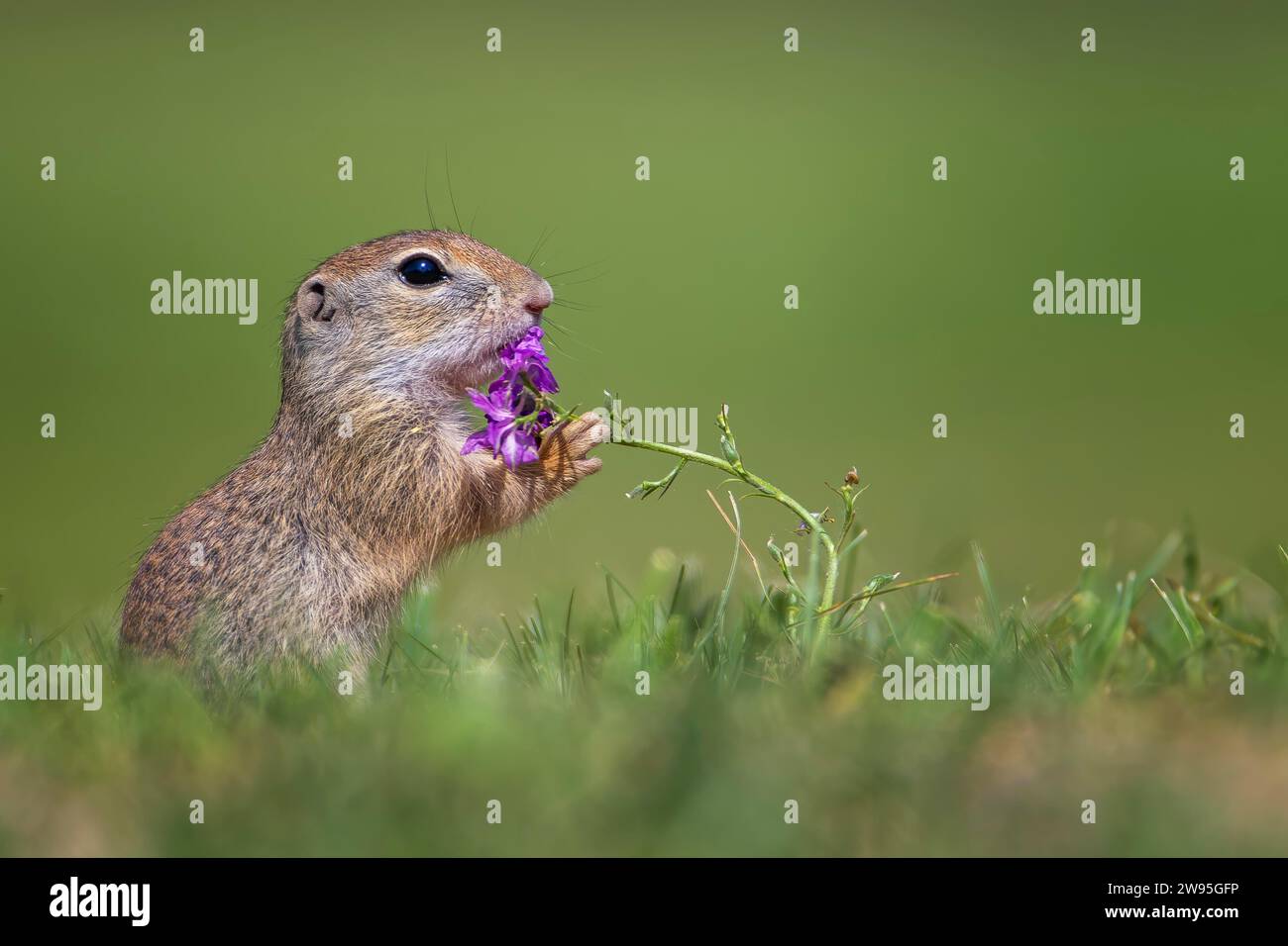 European ground squirrel (Spermophilus citellus) searching for food ...