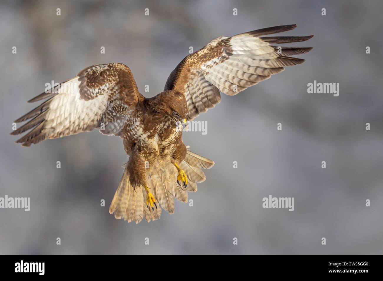 Steppe buzzard (Buteo buteo) hunting, flying, shaking flight, spreading ...