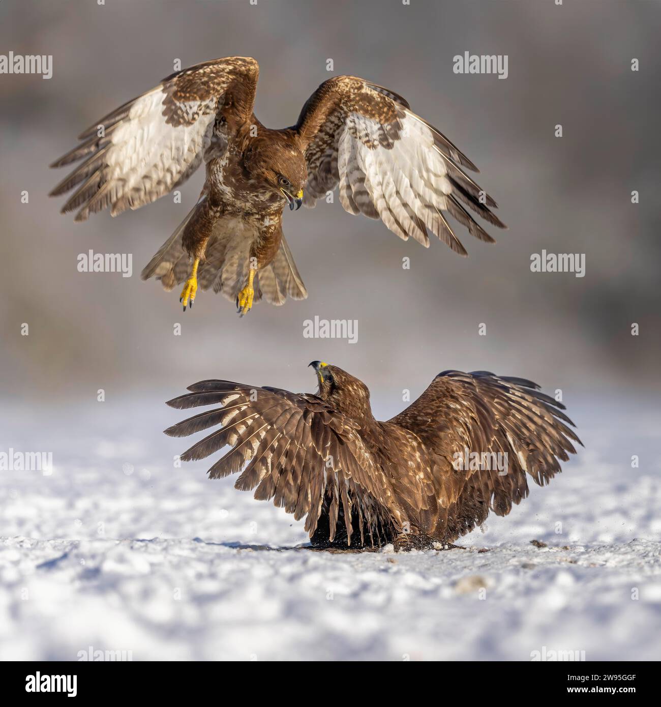 Steppe buzzard (Buteo buteo) Territory fight, territory defence ...