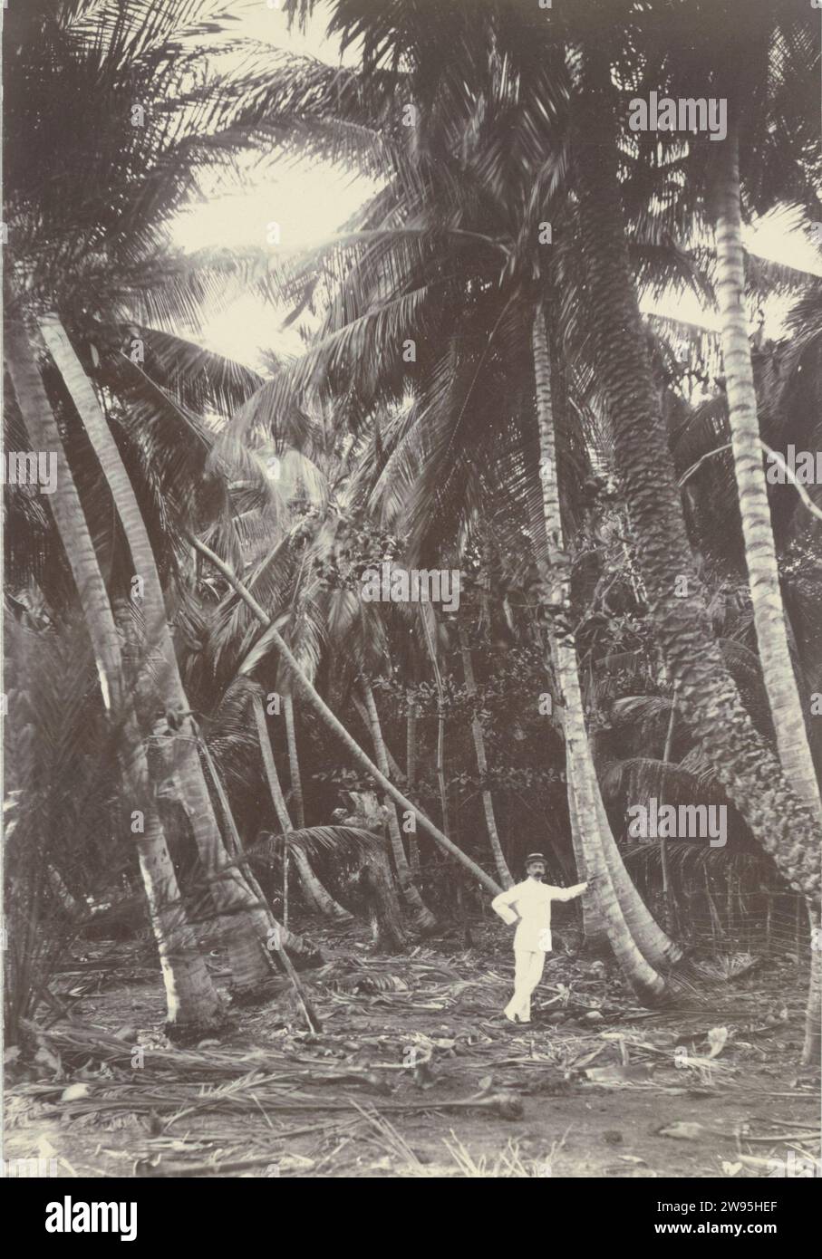 Palmen, Andries Augustus Boom, 1910 photograph A man poses between ...