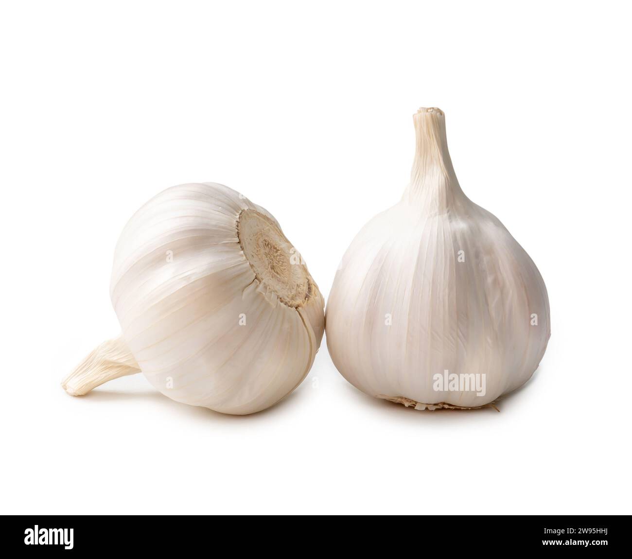 Two fresh white garlic bulbs are isolated on white background with ...