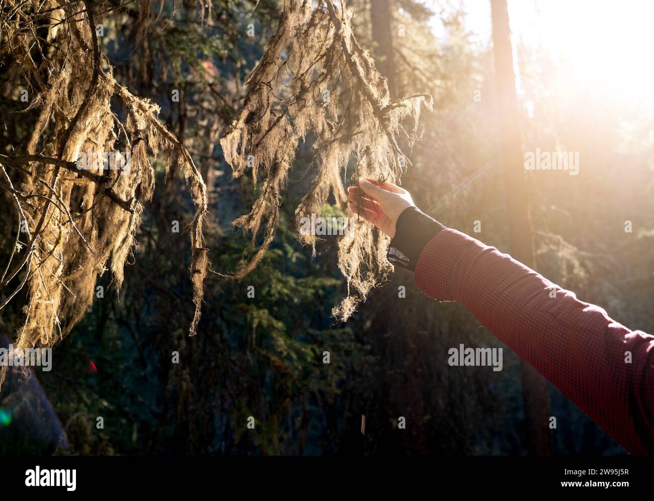 Hand touching tree branch in the forest and strong backlight Stock ...