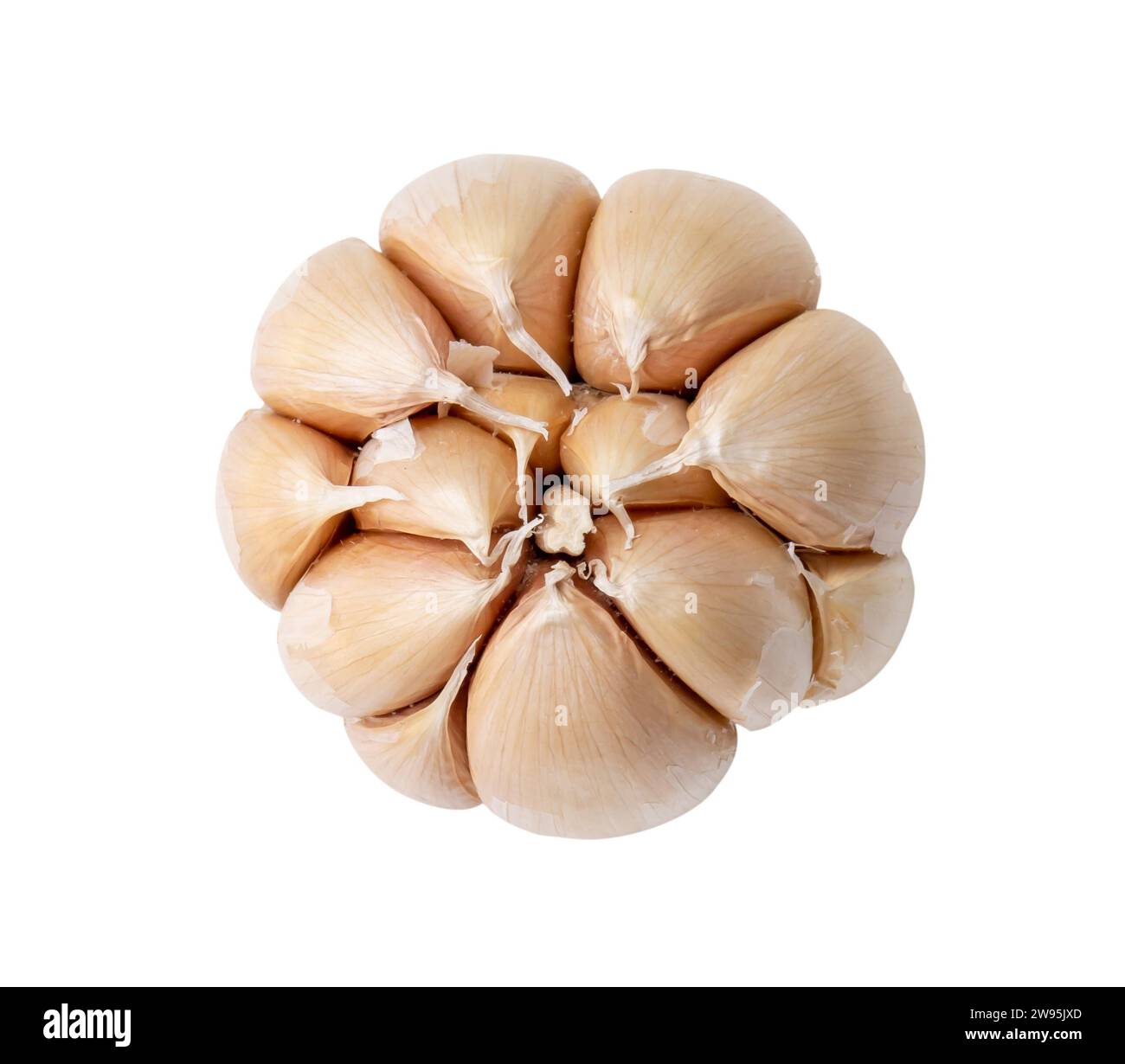 Top view of single fresh white garlic bulb is isolated on white ...