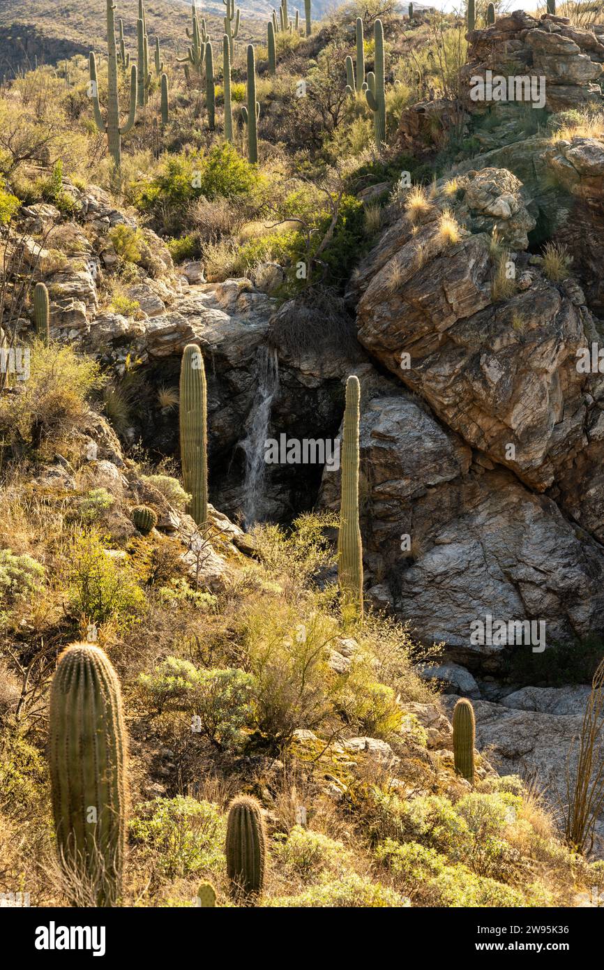 Small Waterfall Splits Between Two Saguaro Cactus in Sonoran Desert ...