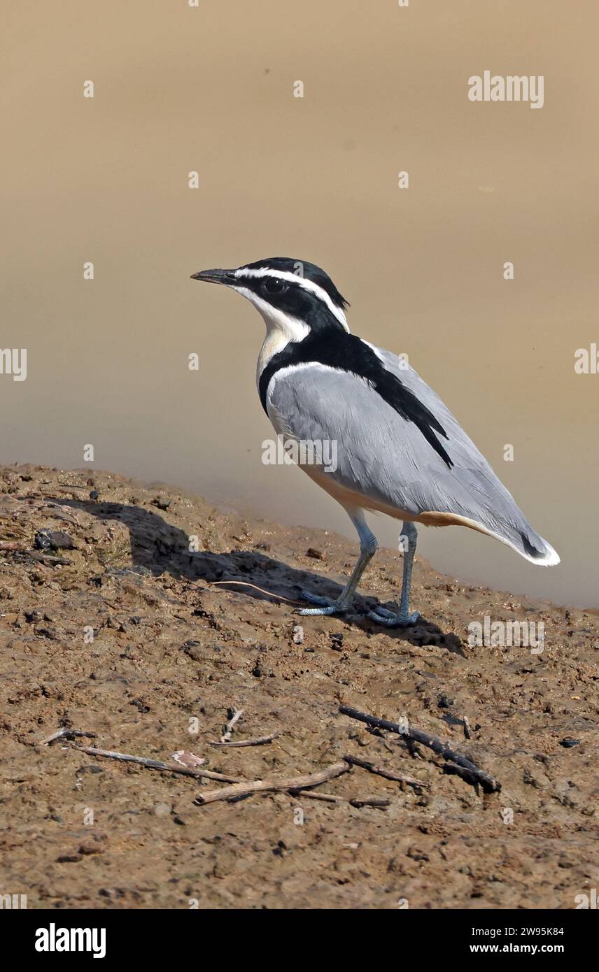 Egyptian Plover (Pluvianus aegyptius) adult walking at waters edge ...