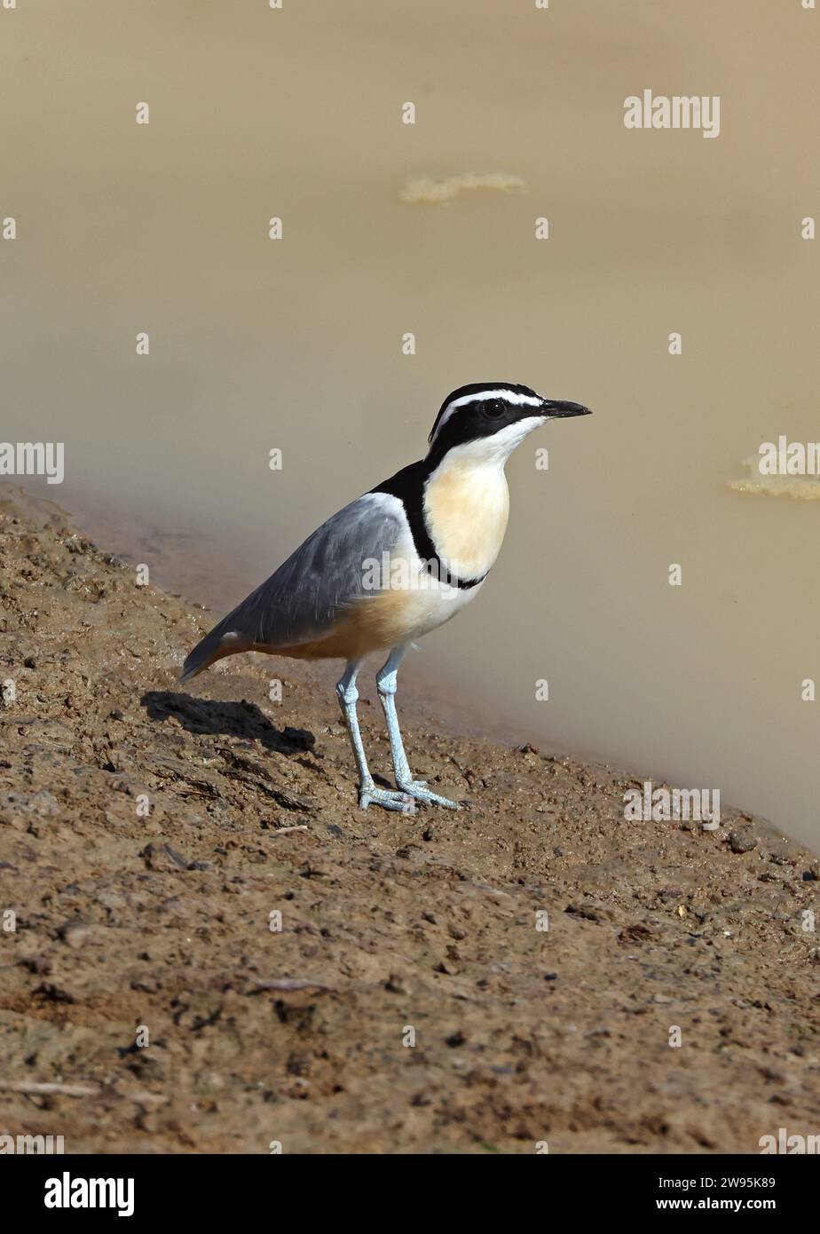 Egyptian Plover (Pluvianus aegyptius) adult standing at waters edge ...
