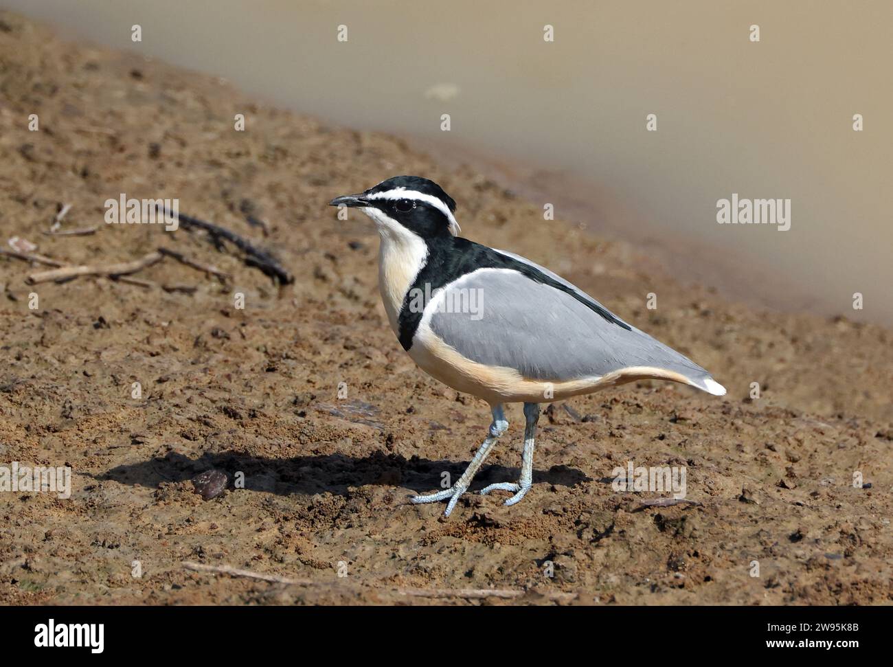 Egyptian Plover (Pluvianus aegyptius) adult standing at waters edge ...