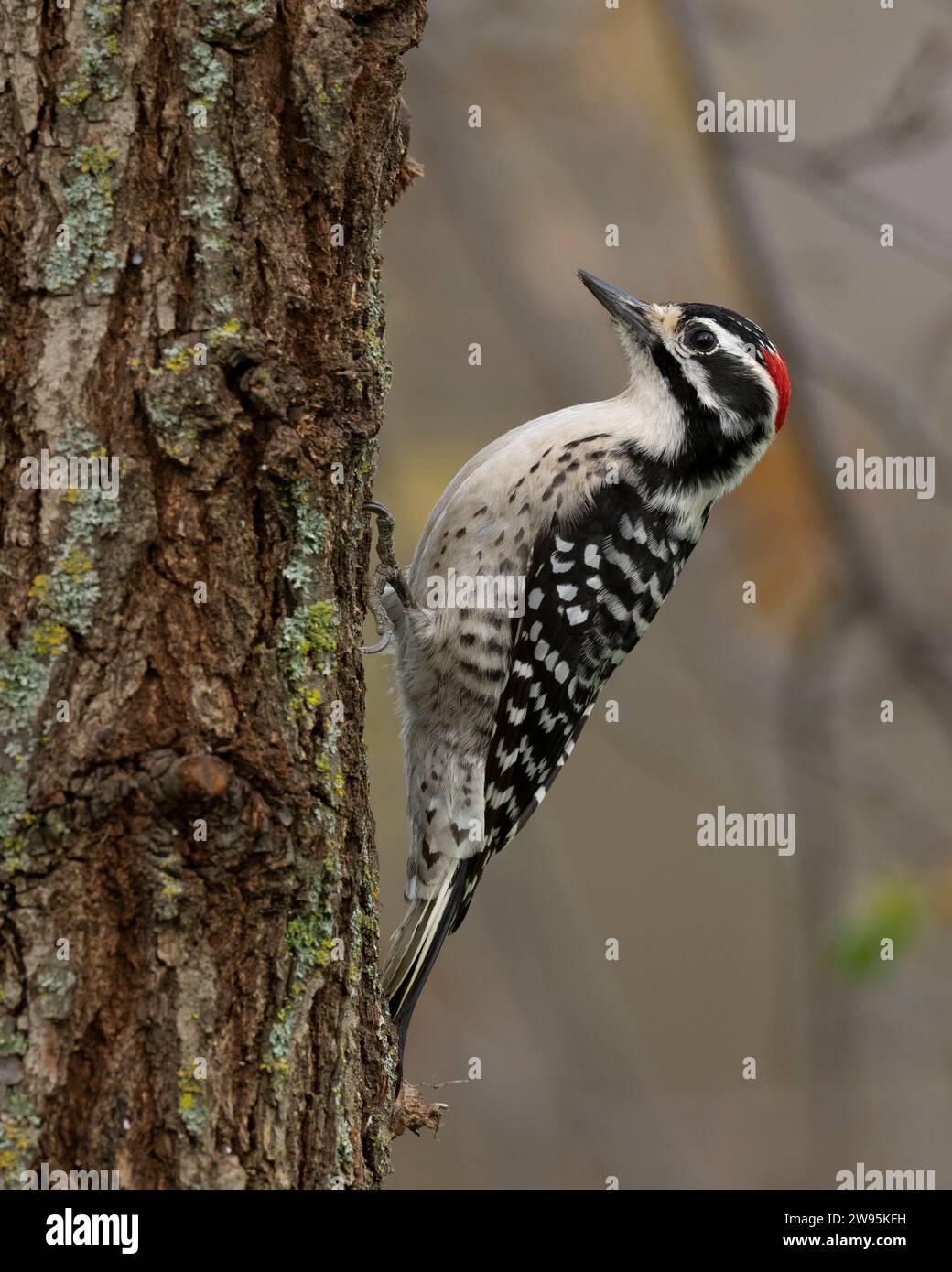 Nuttall's Woodpecker (Dryobates nuttallii) Sacramento County California ...