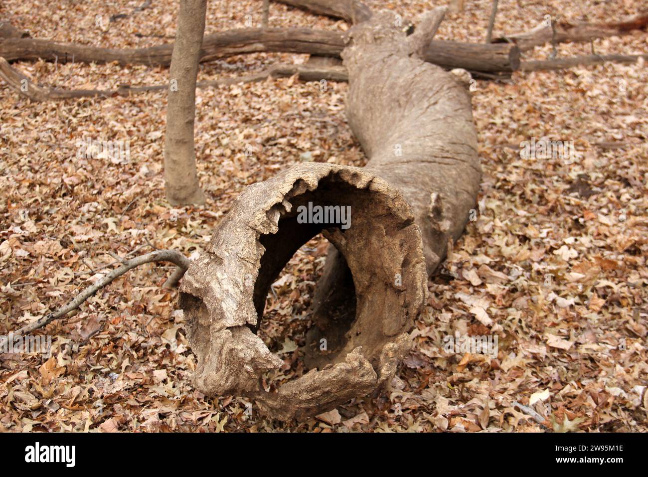 Dry hollowed tree trunk on a bed of fallen autumn leaves, in Central ...