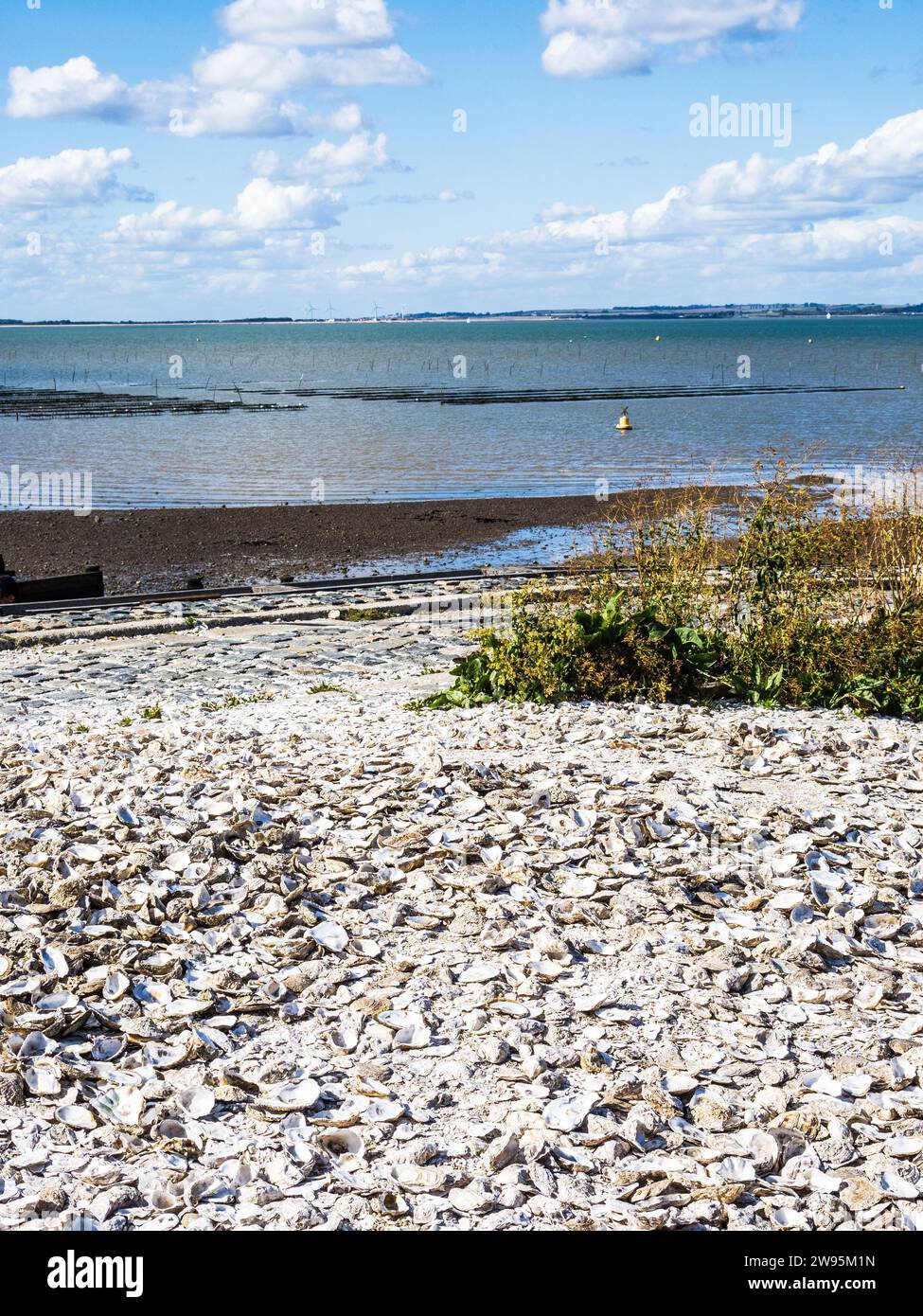 Oyster shell covered beach at Whitstable Stock Photo - Alamy
