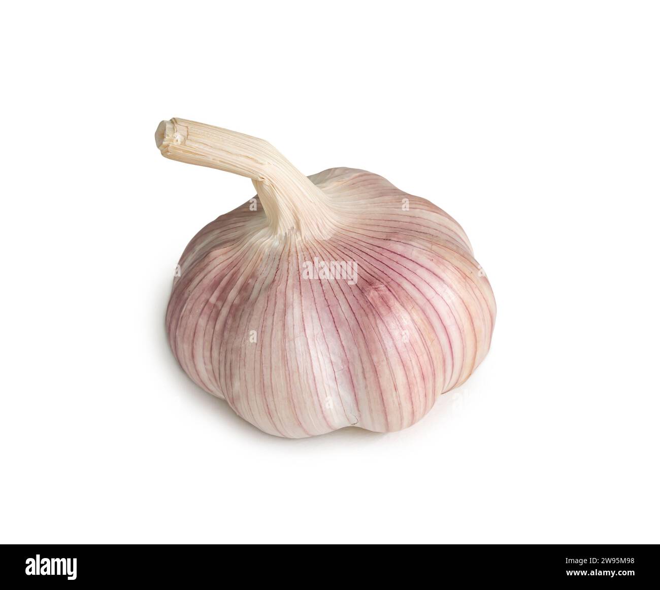 Single fresh white garlic bulb is isolated on white background with ...