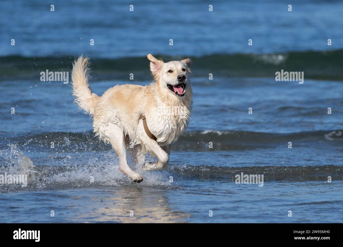 Happy Yellow Lab running through the surf and the beach, splashing and ...