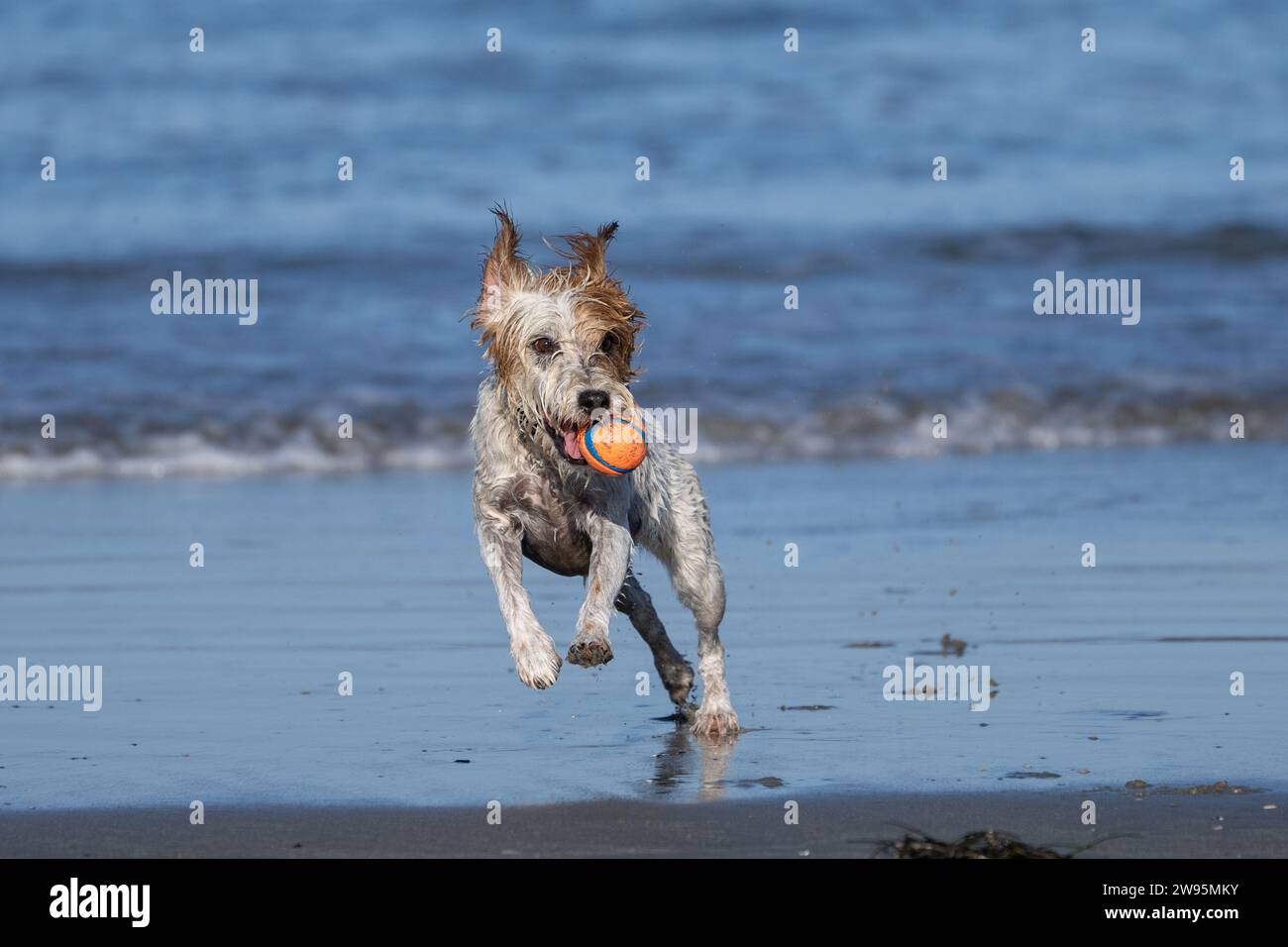 Terrier mix breed dog running in the surf at the beach with a ball ...