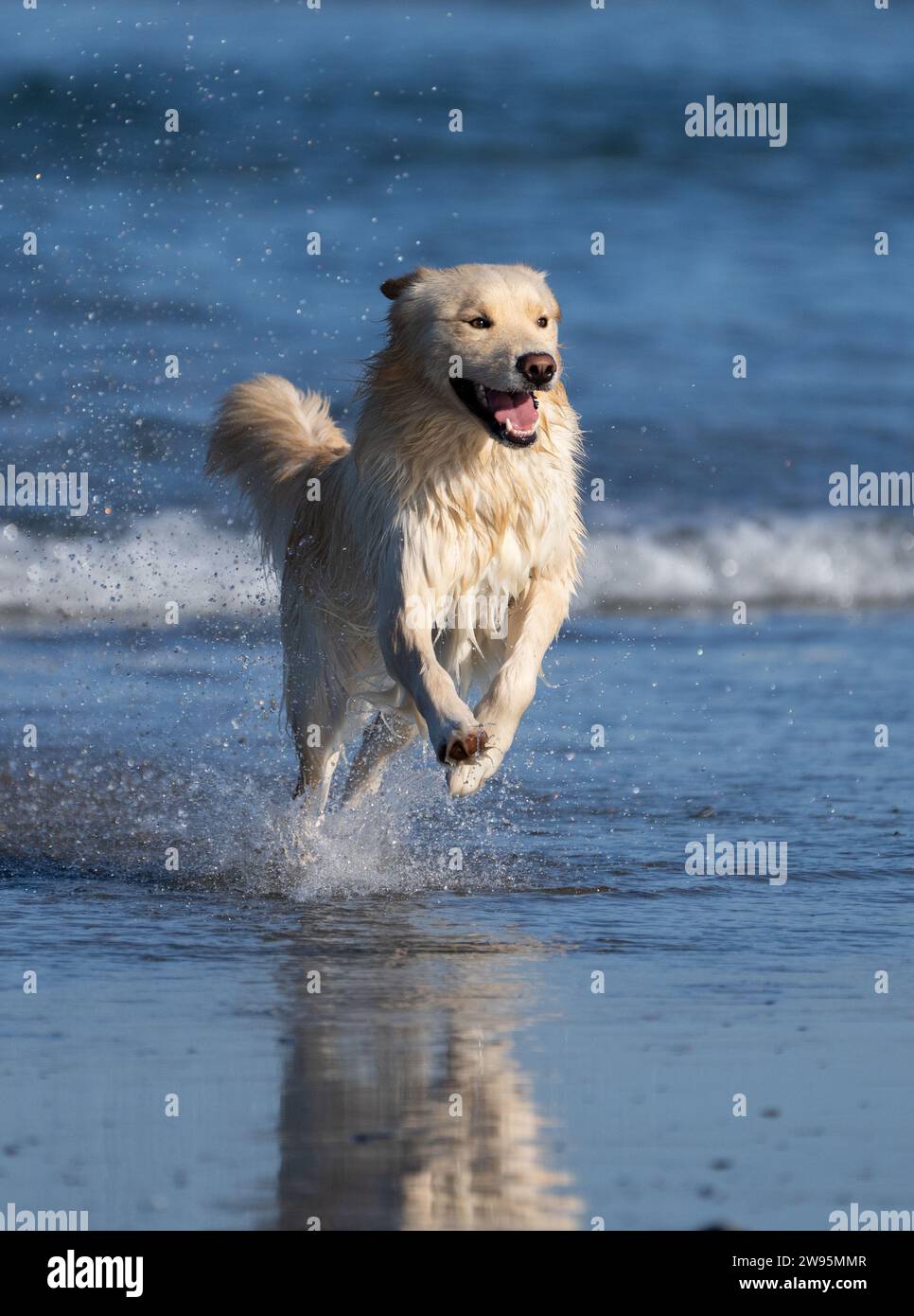 Siberian Husky jumping through the water at the ocean shore Stock Photo ...