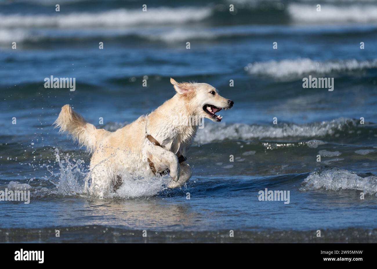 Yellow Labrador Retriever playing in the ocean at the beach and jumping ...